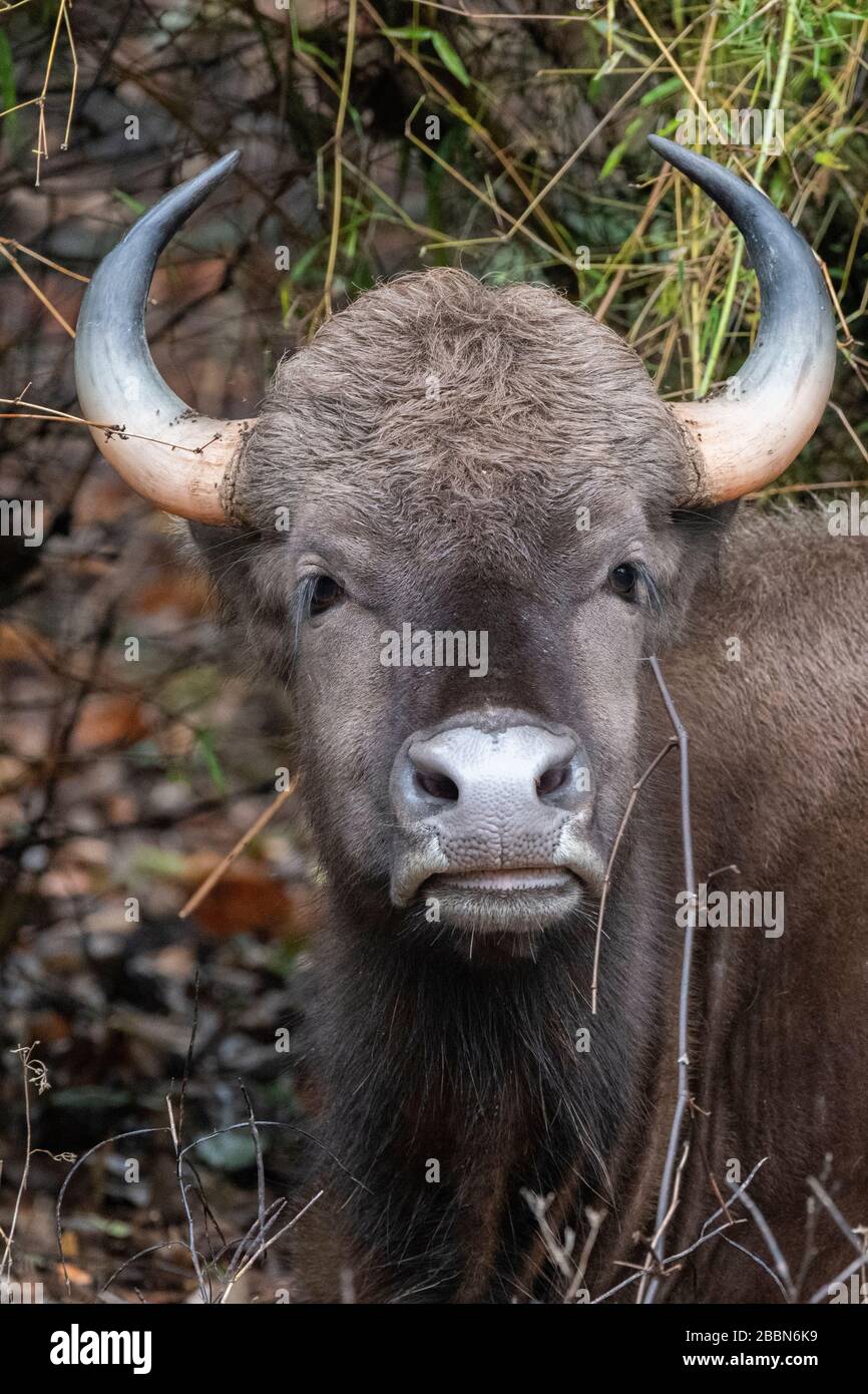 Largest wild cattle hi-res stock photography and images - Alamy