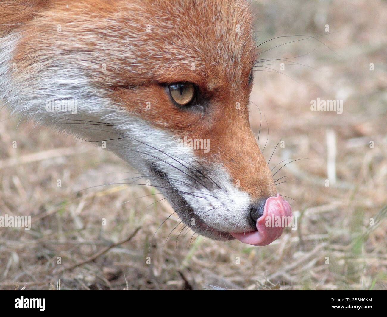 nature birds fox squirrel Stock Photo - Alamy