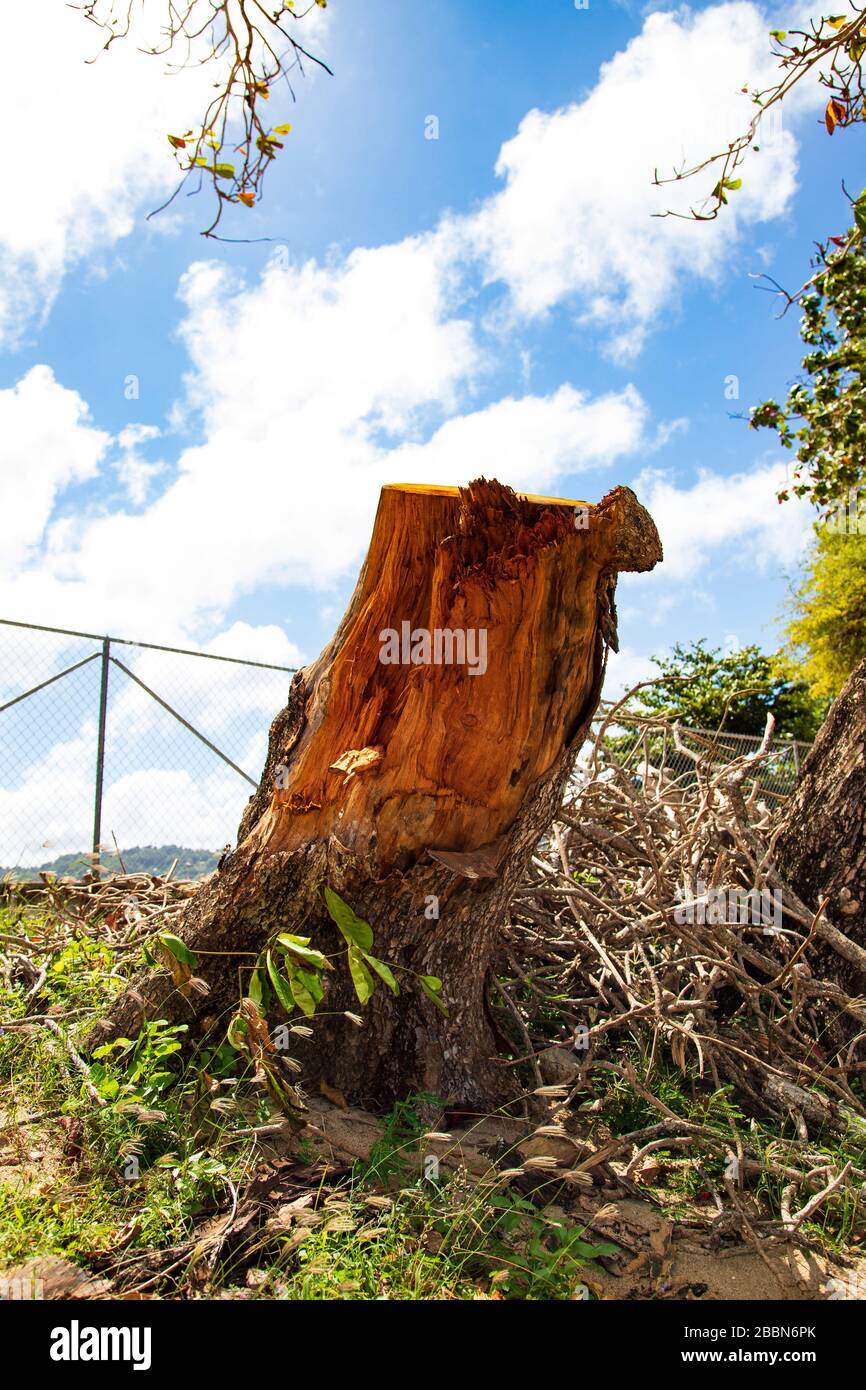 Surviving tree stump from a recently cut down red cedar tree near a ...