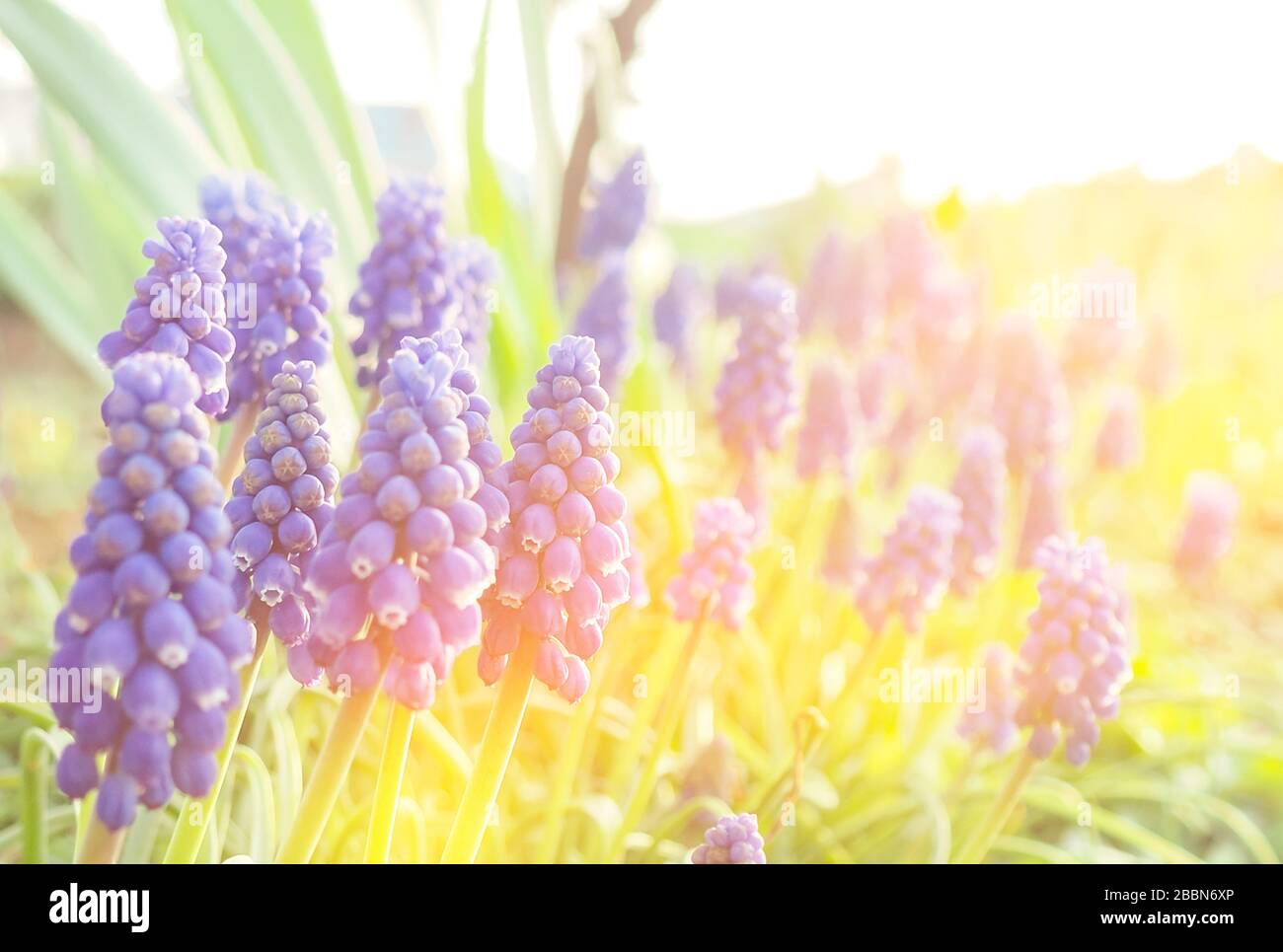 Grape hyacinth Muscari armeniacum flowering in early spring. Macro of ...