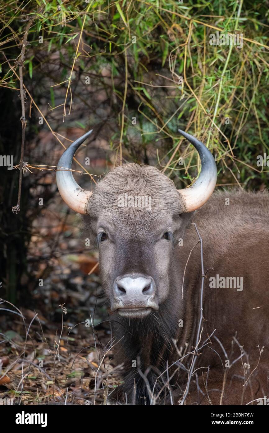 India, Madhya Pradesh, Bandhavgarh National Park. Gaur (WILD: Bos ...