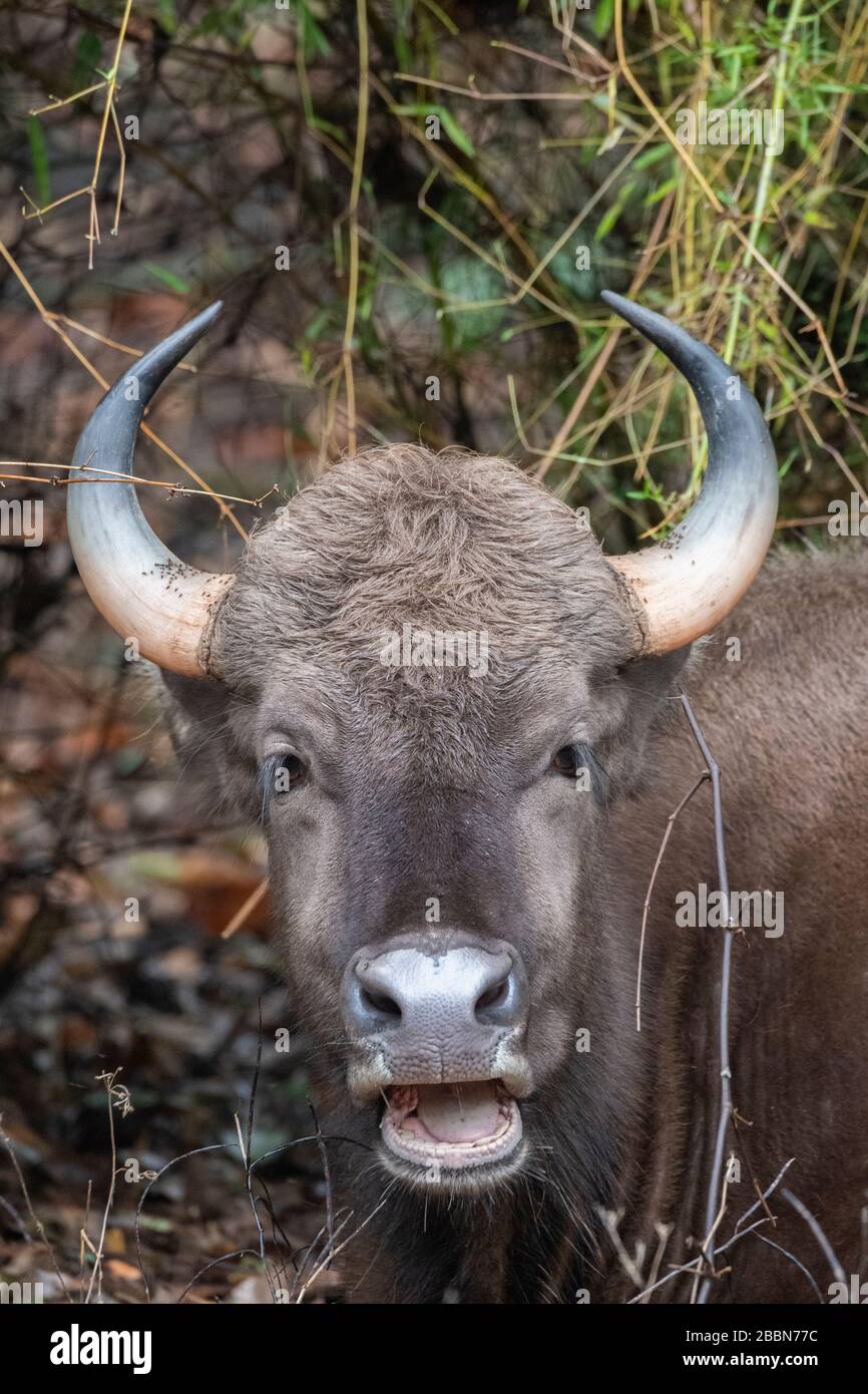 India, Madhya Pradesh, Bandhavgarh National Park. Gaur (WILD: Bos ...
