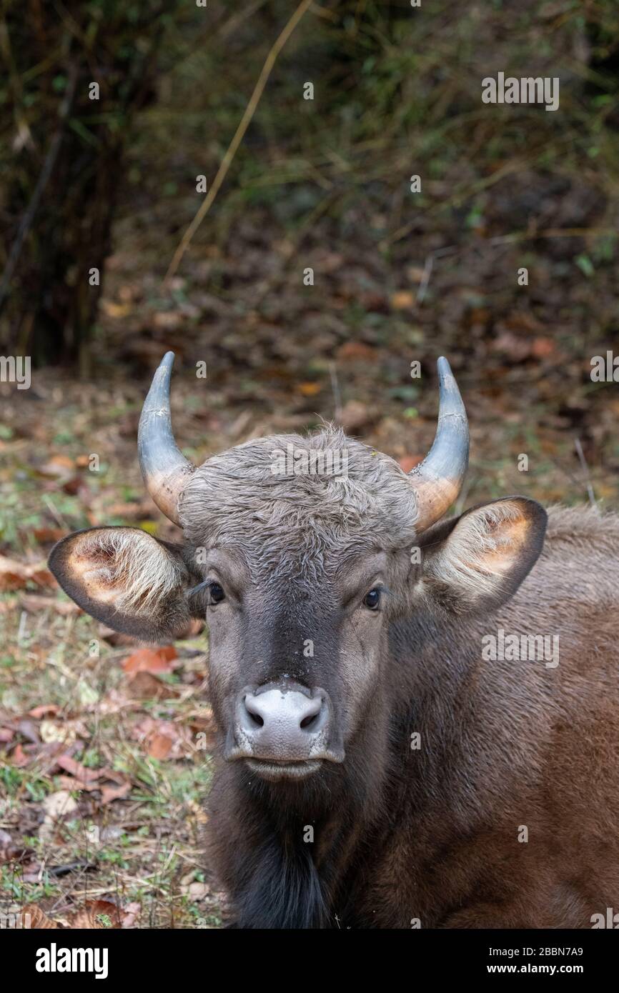 India, Madhya Pradesh, Bandhavgarh National Park. Gaur (WILD: Bos ...