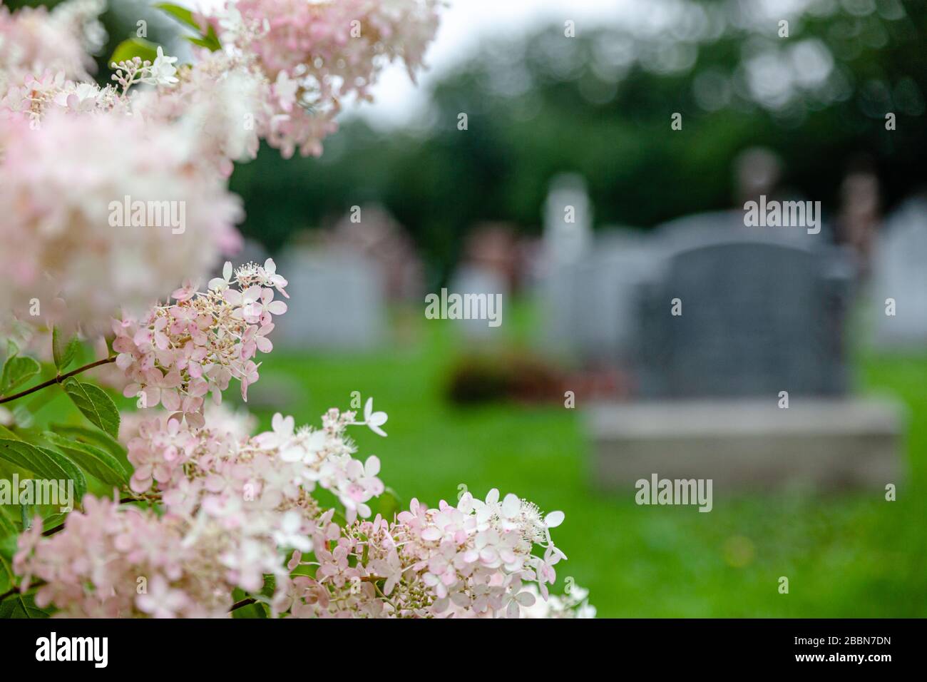 Flowers in a graveyard hi-res stock photography and images - Alamy