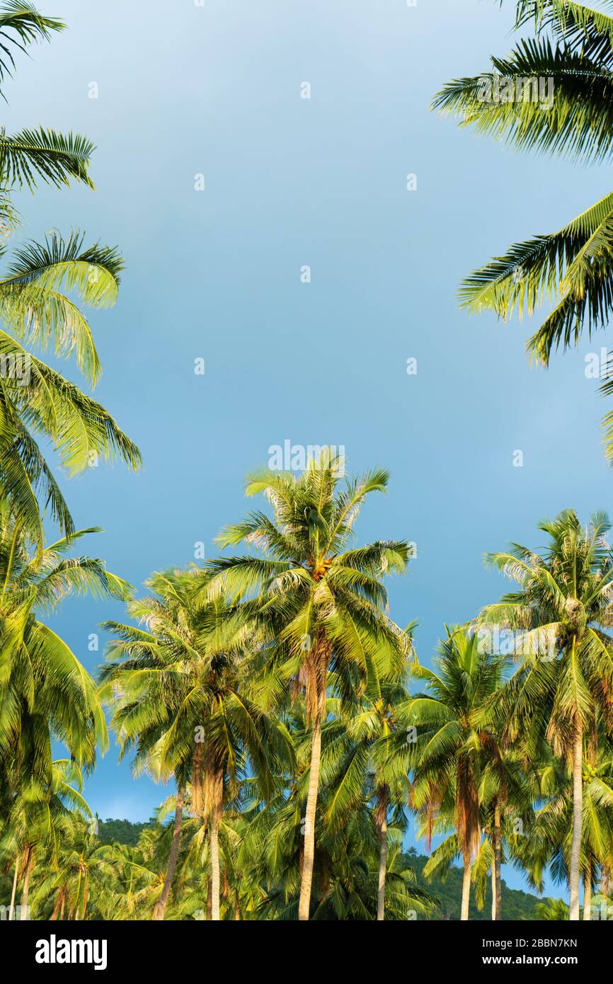 palm grove. Palm trees in the tropical jungle. Symbol of the tropics ...