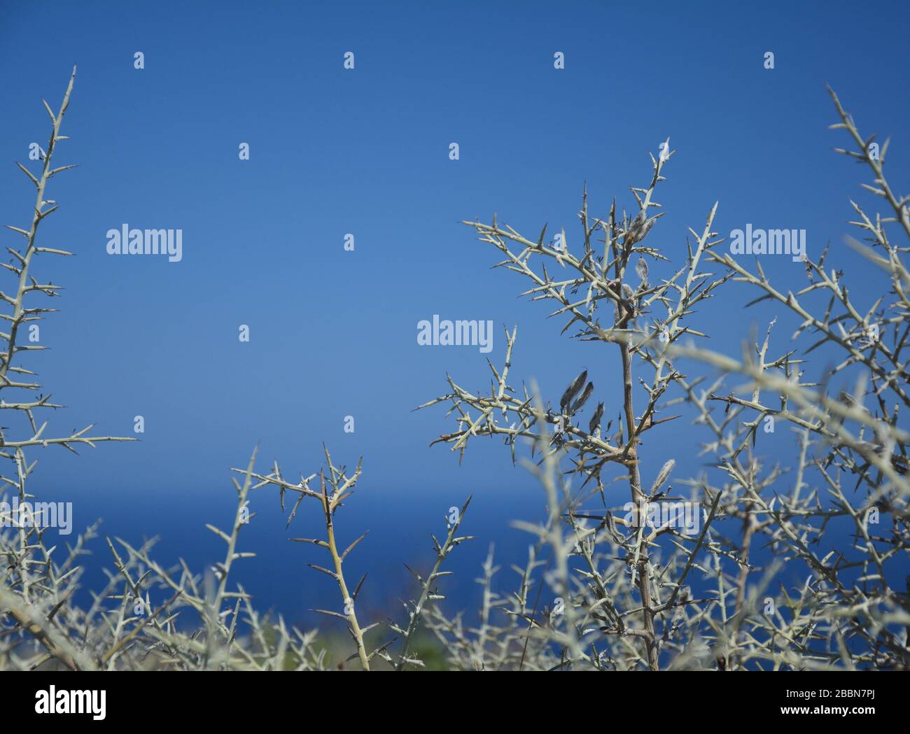 Thorn plant bush and blue sky Stock Photo - Alamy