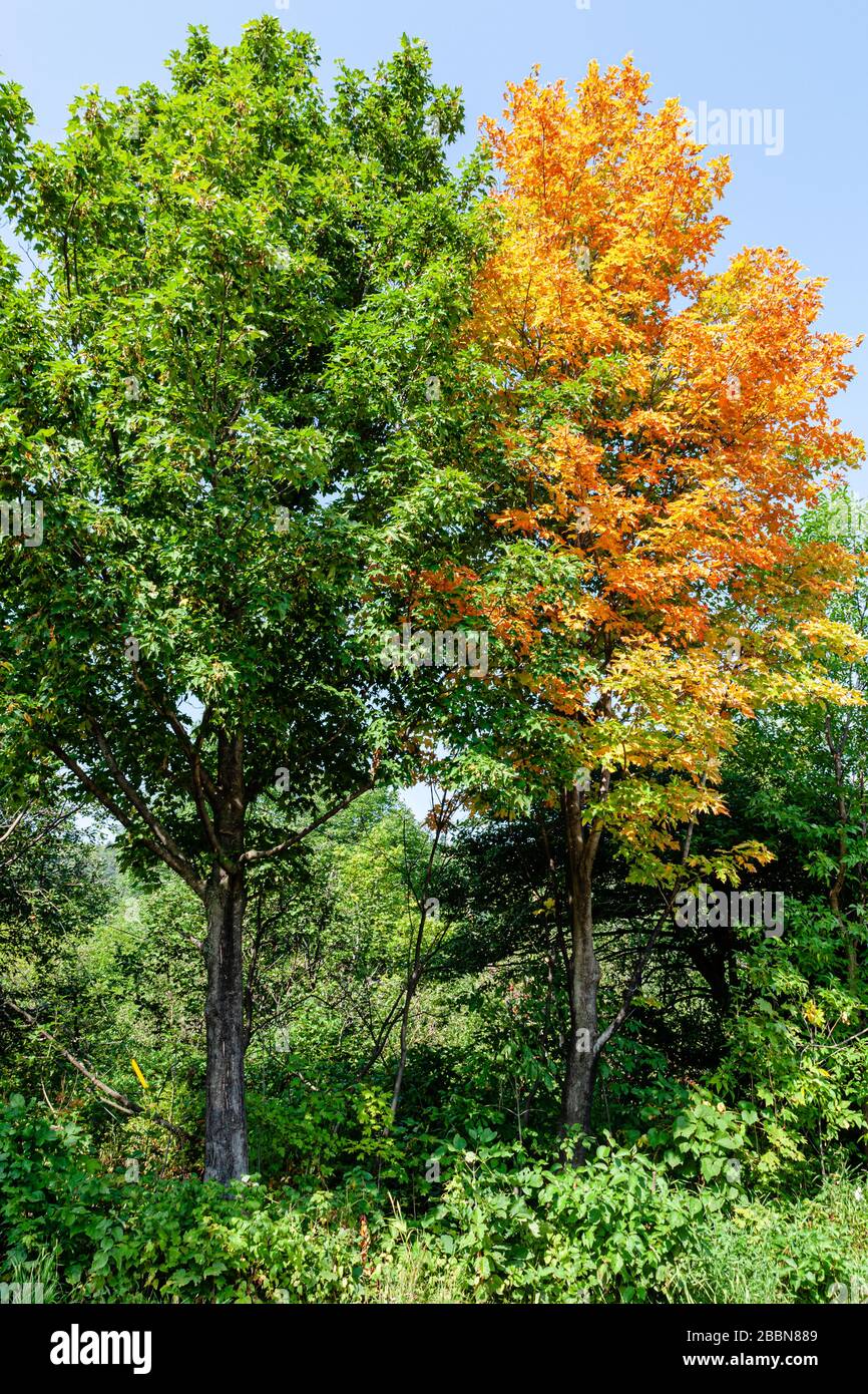 Different colors of trees at the beginning of autumn in Quebec Stock ...