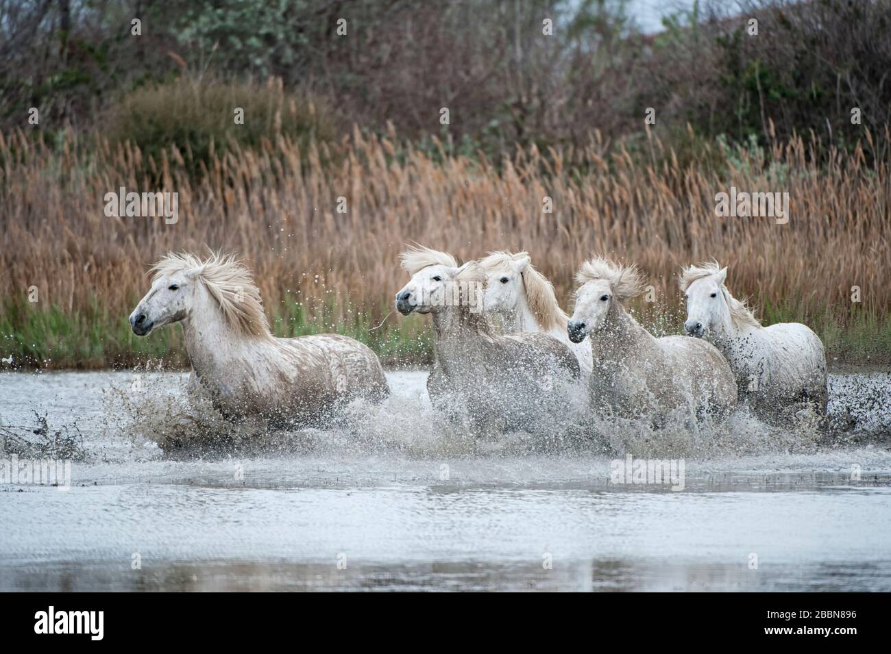 Camargue horses running in a marsh, Bouches du Rhône, France Stock ...