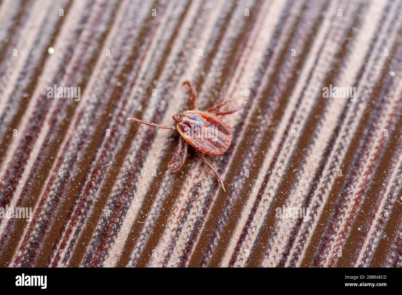 A true ixodid mite blood sucking parasite carrying the acarid disease ...