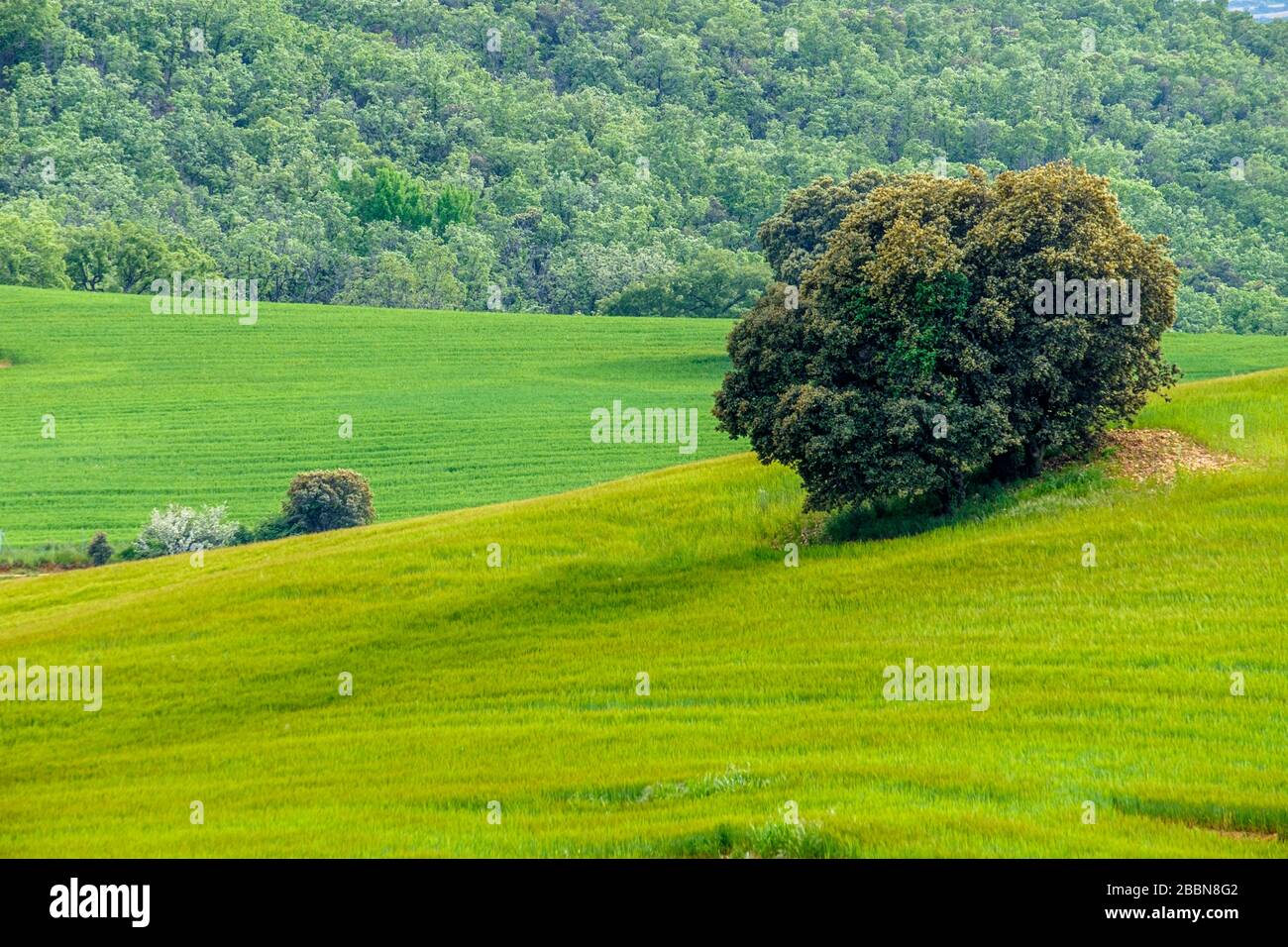 Guadalajara province fields in spring. Spain Stock Photo - Alamy