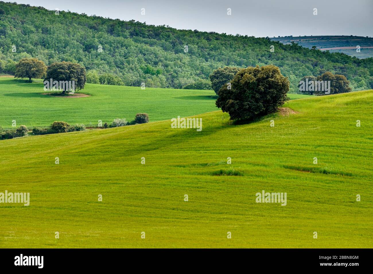 Guadalajara province fields in spring. Spain Stock Photo - Alamy