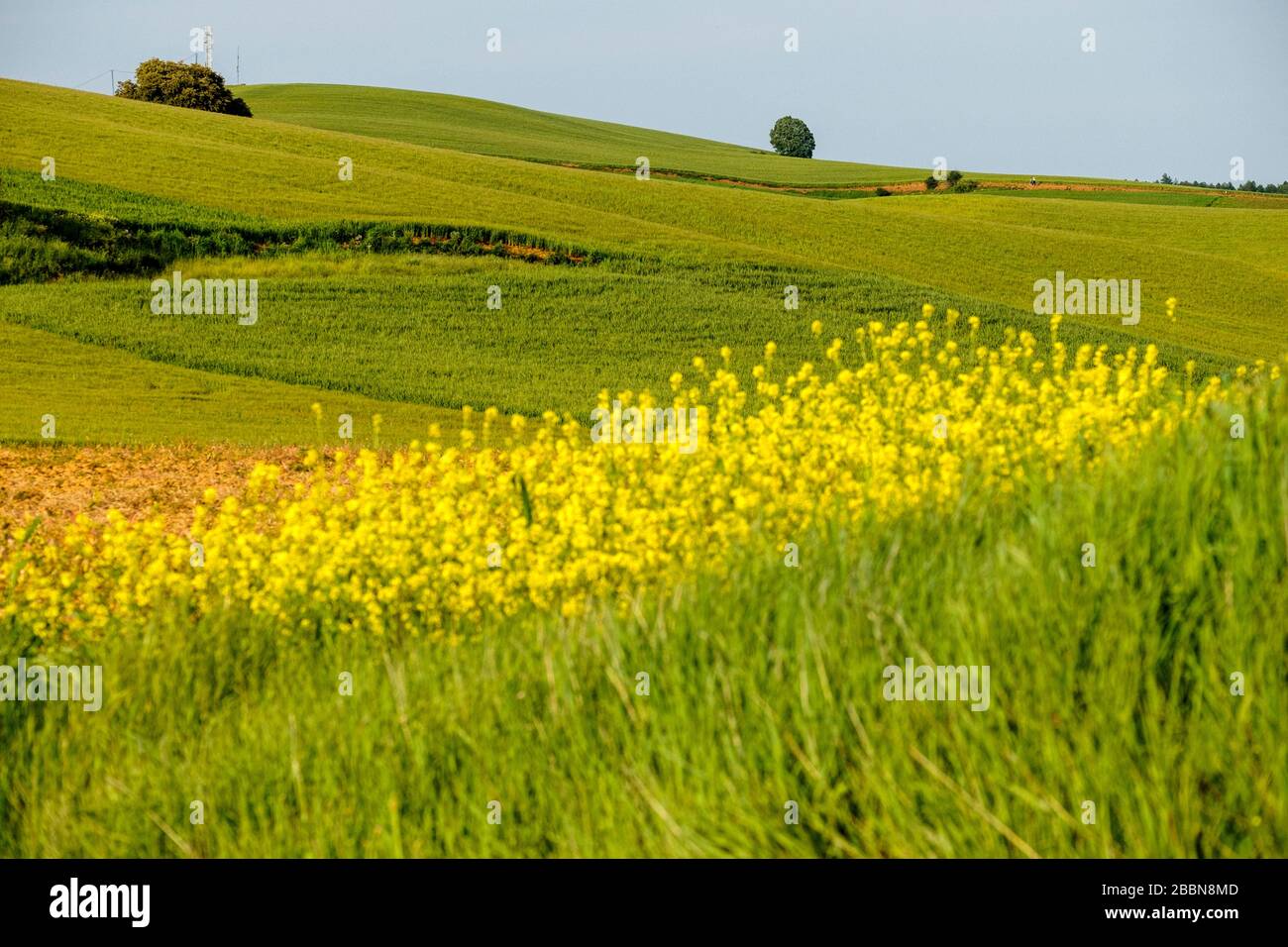 Guadalajara province fields in spring. Spain Stock Photo - Alamy