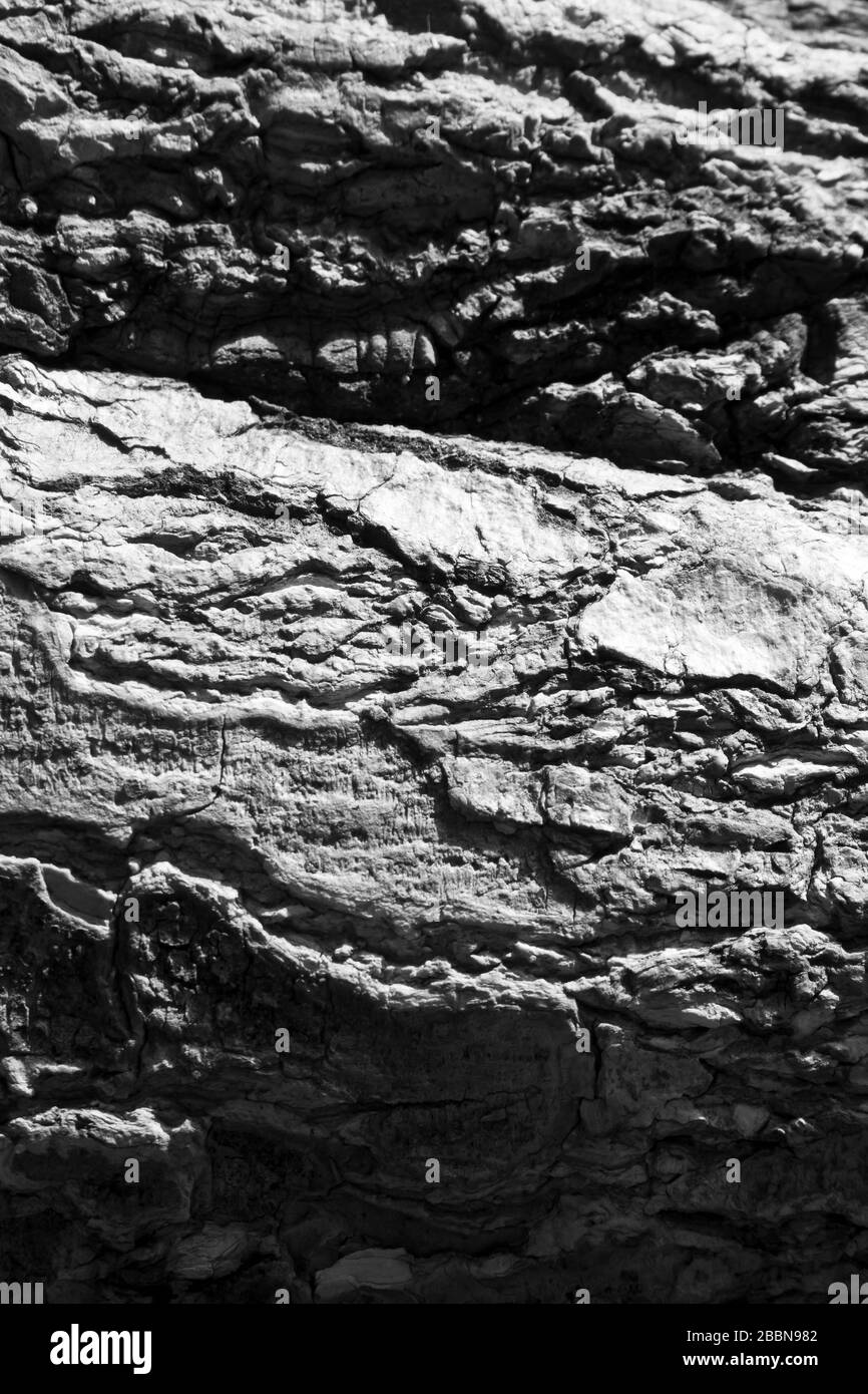Close up to surface Texture of tree Stock Photo - Alamy