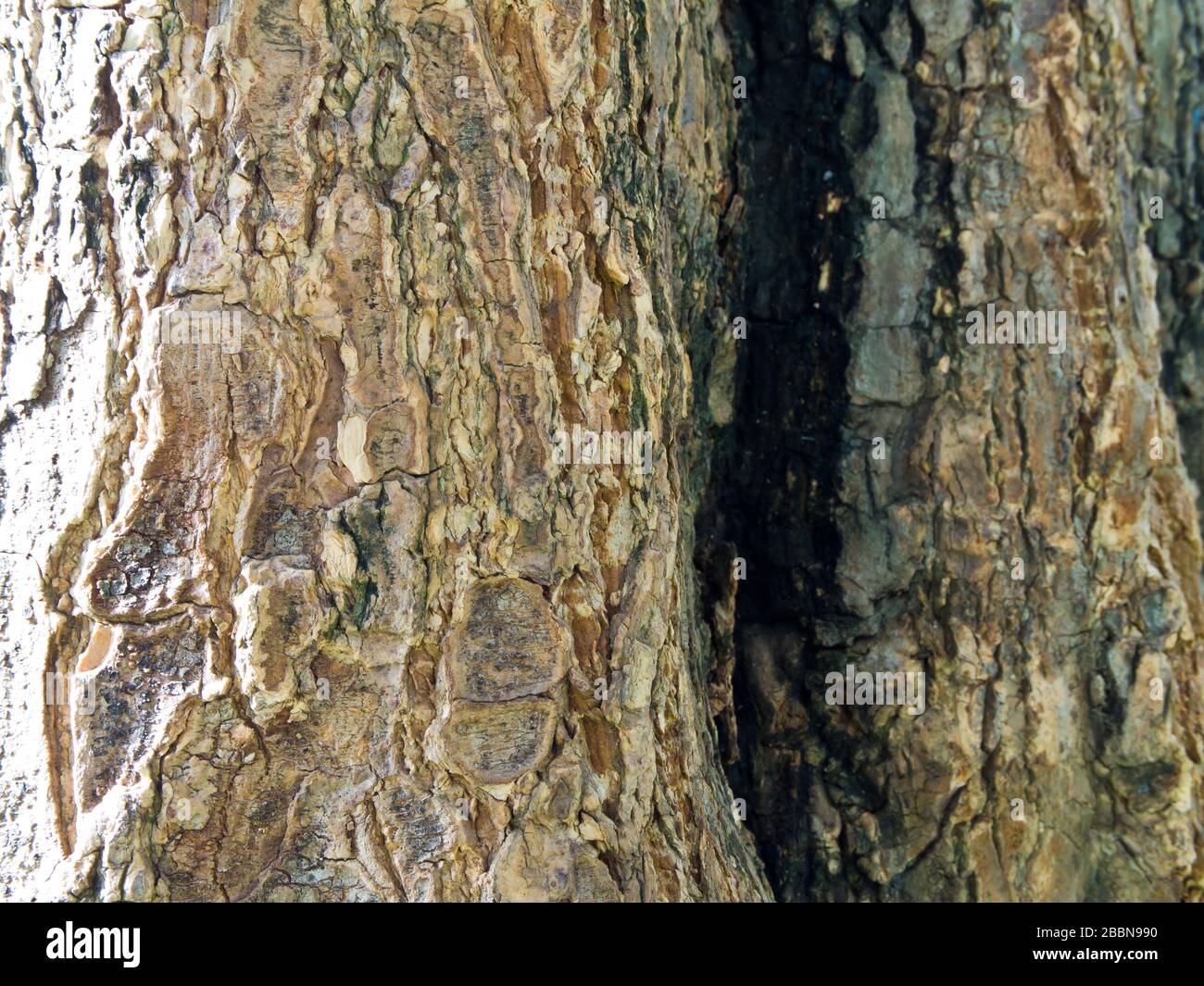 Close up to surface Texture of tree Stock Photo - Alamy