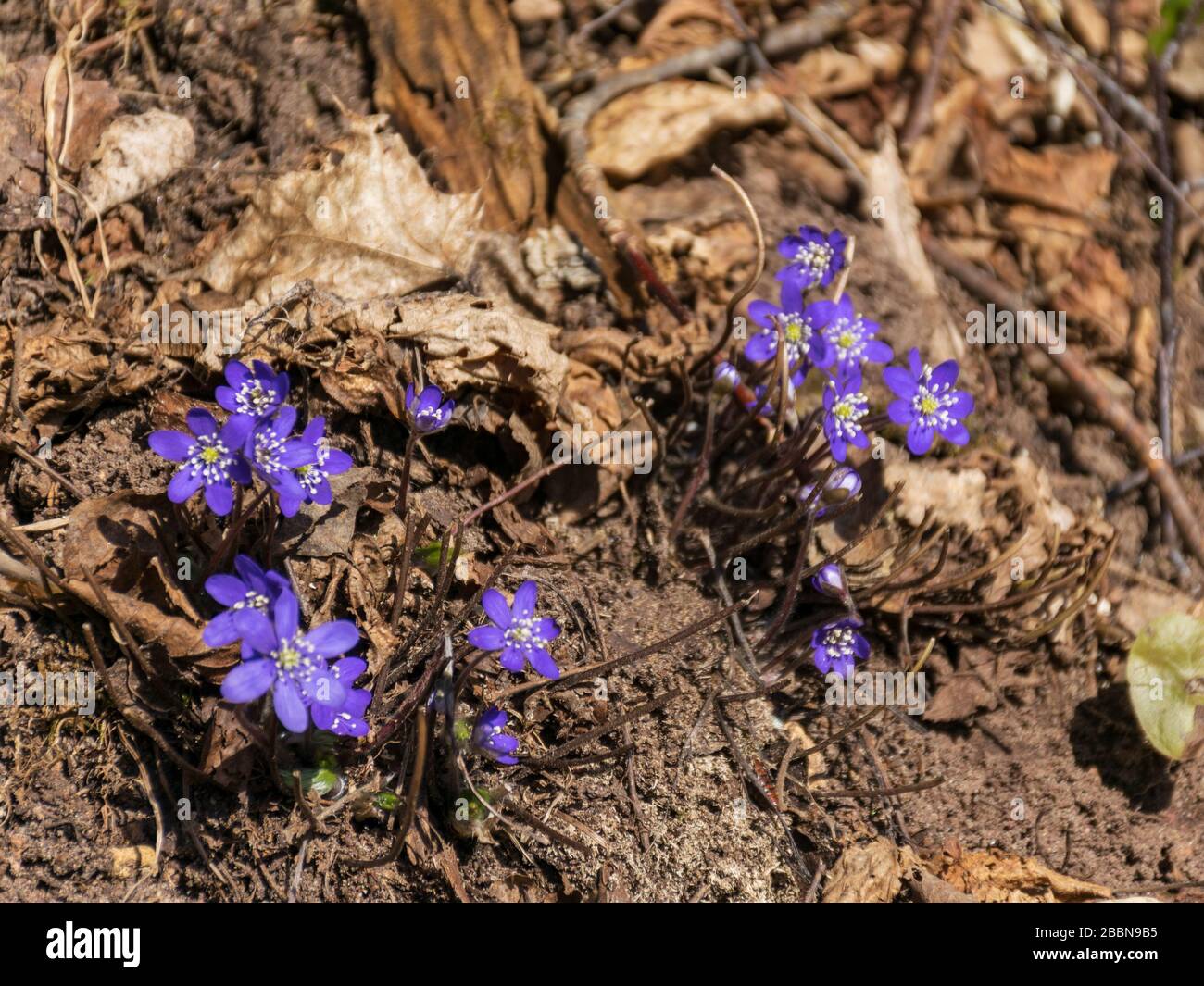 picture with the first blue spring flowers in the wild, the color of ...