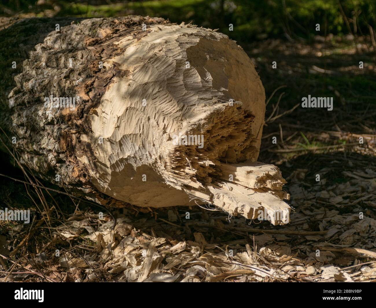 image of a beaver tree in a wild spring on the bank of a forest river ...
