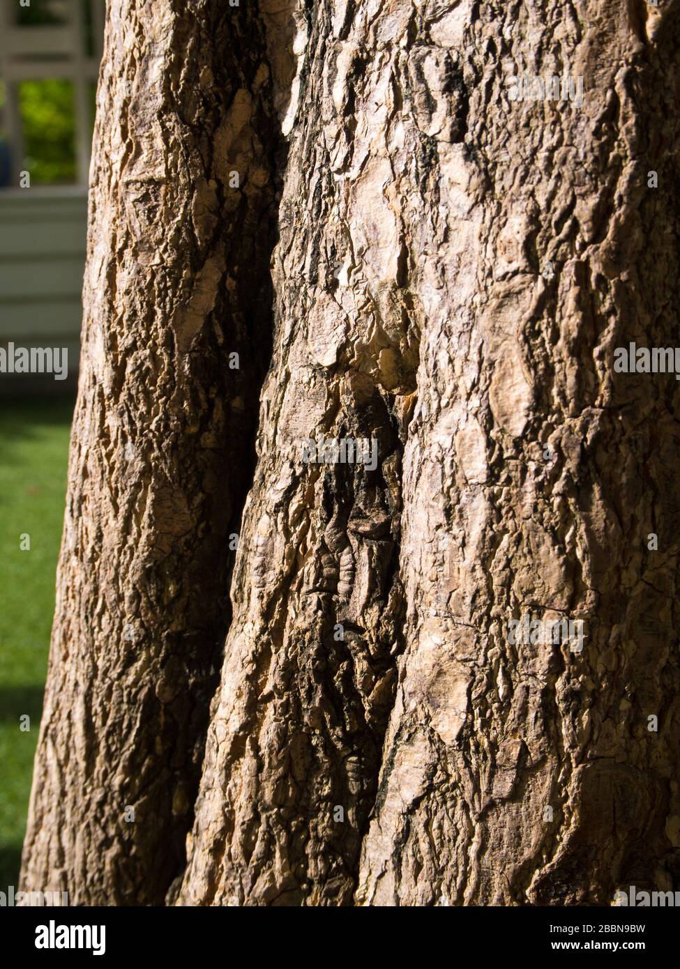Close up to surface Texture of tree Stock Photo - Alamy