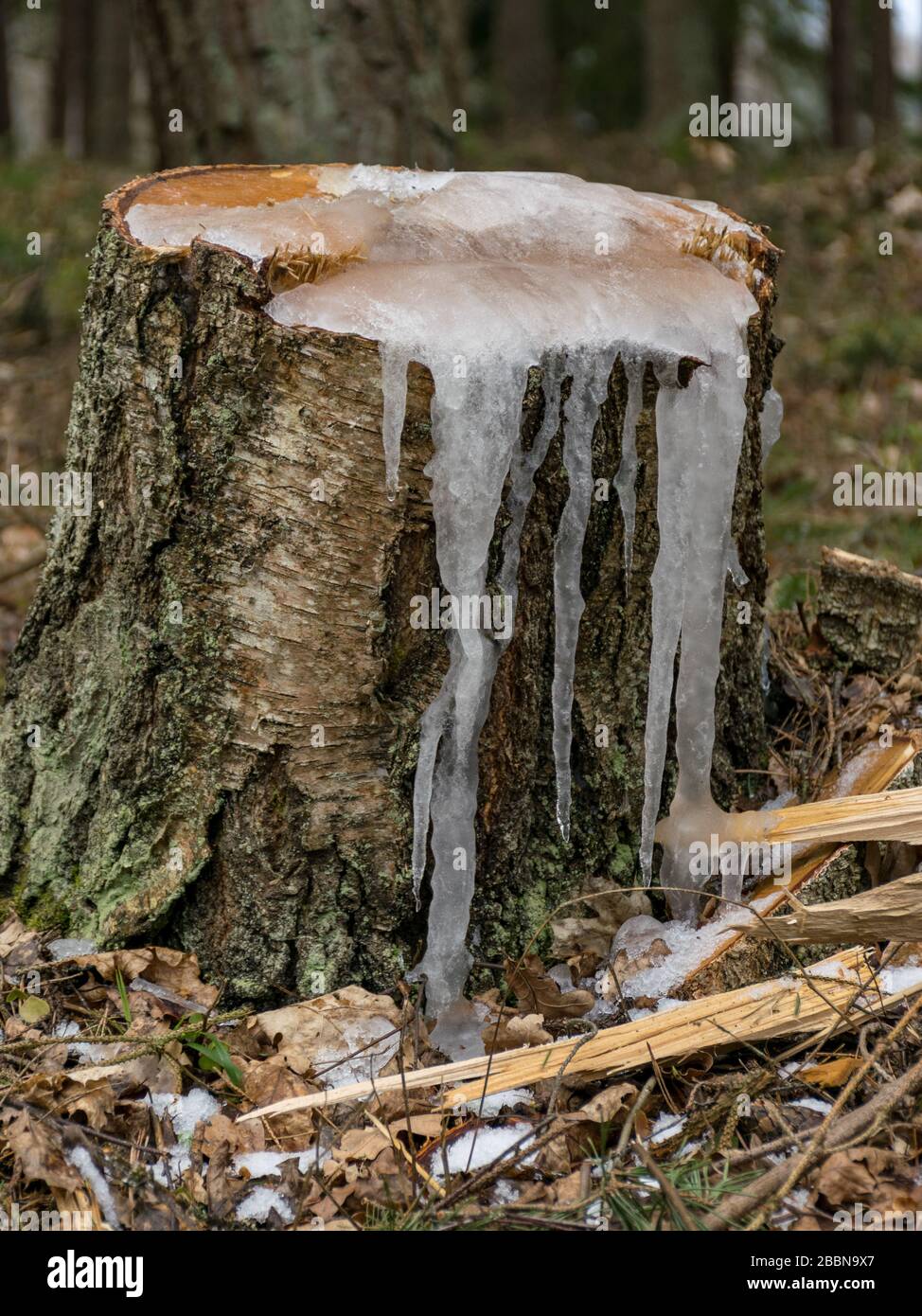 Birch juice hi-res stock photography and images - Alamy