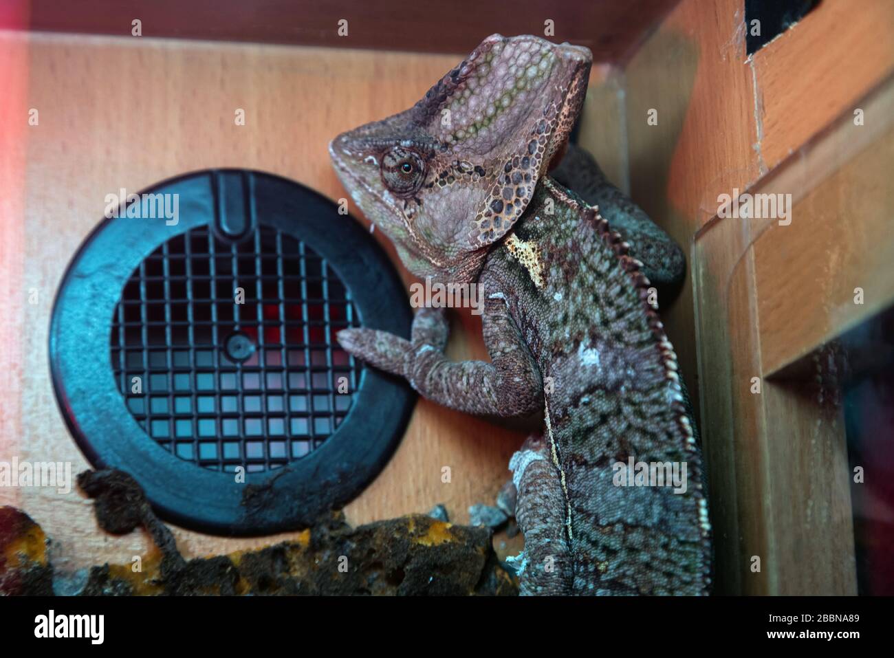 Chameleon lizard in an indoor terrarium. Camouflage tropical lizard ...