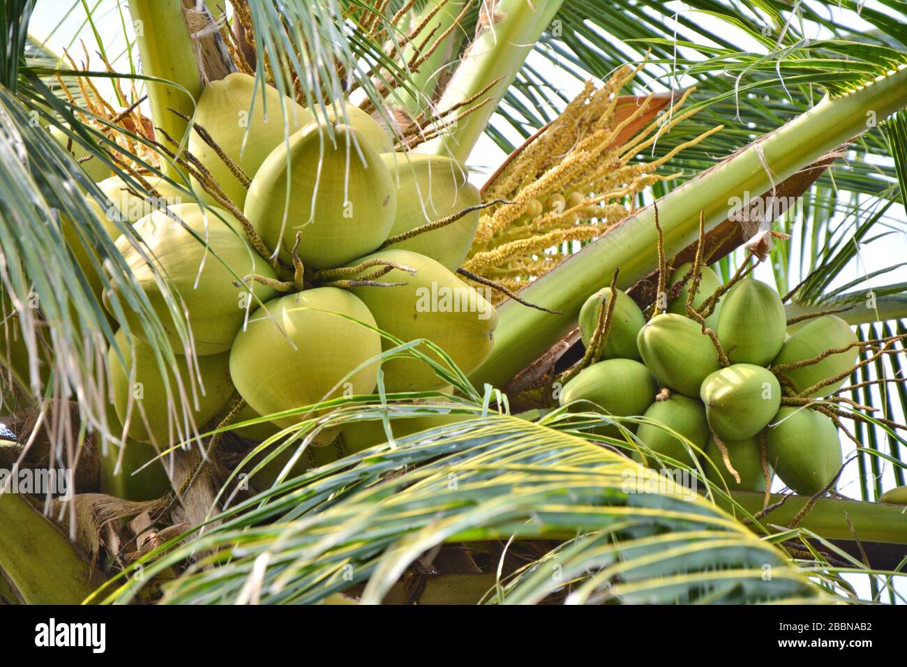 Coconuts growing on palm hi-res stock photography and images - Alamy