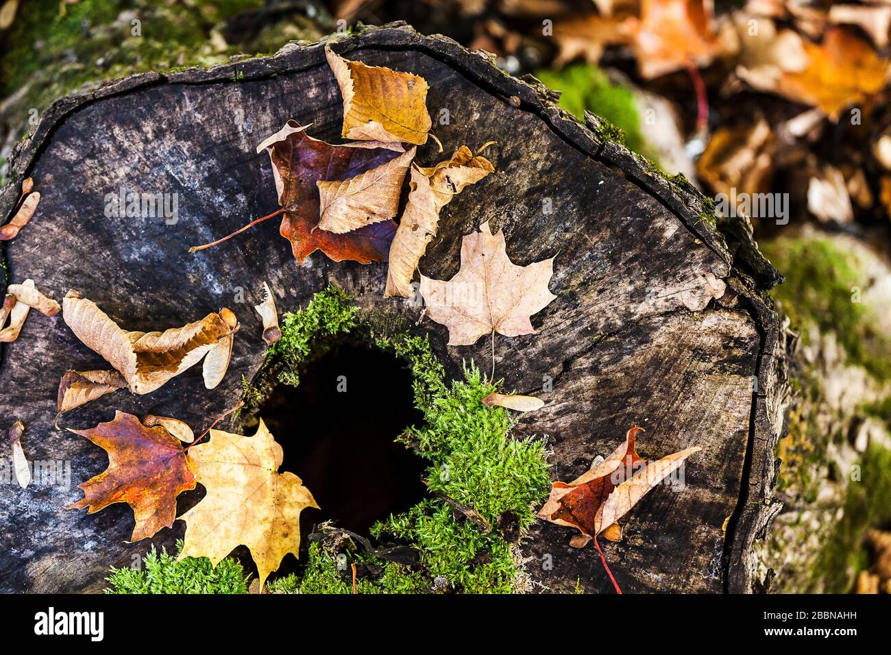 Hole in maple leaves hi-res stock photography and images - Alamy