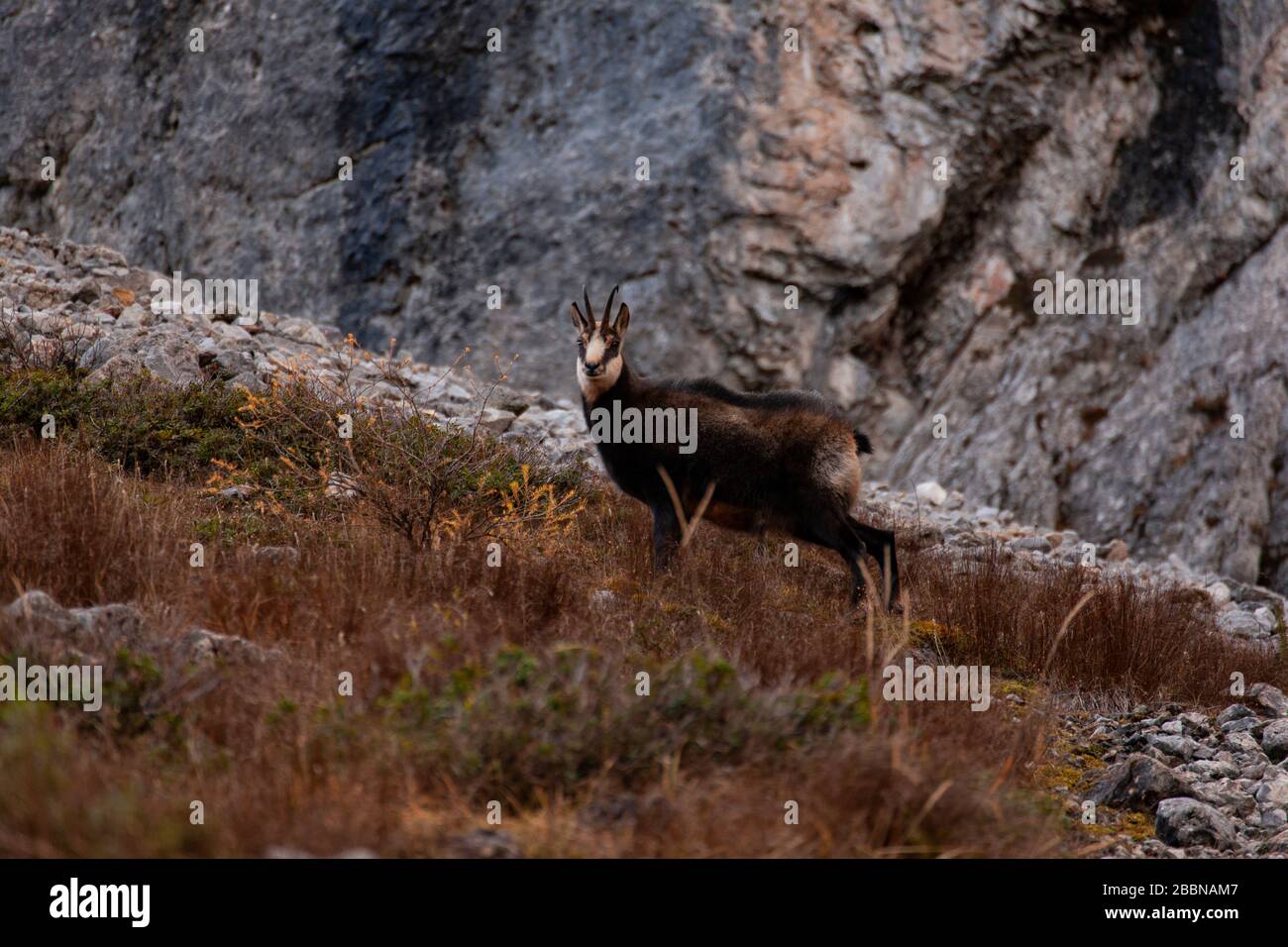 Chamois mountain goat hi-res stock photography and images - Alamy