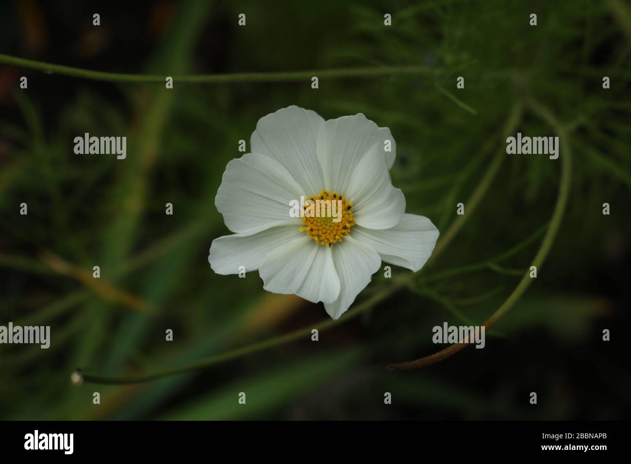 White Flower in bloom Stock Photo - Alamy
