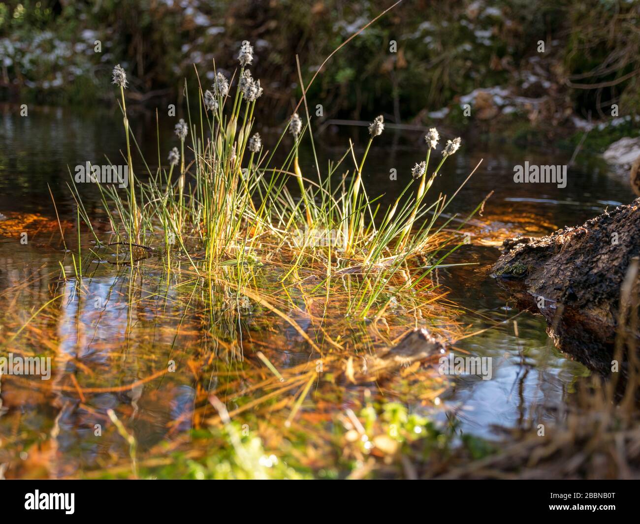 bog landscape in early spring, first spring plants, Purezers, Puikule ...