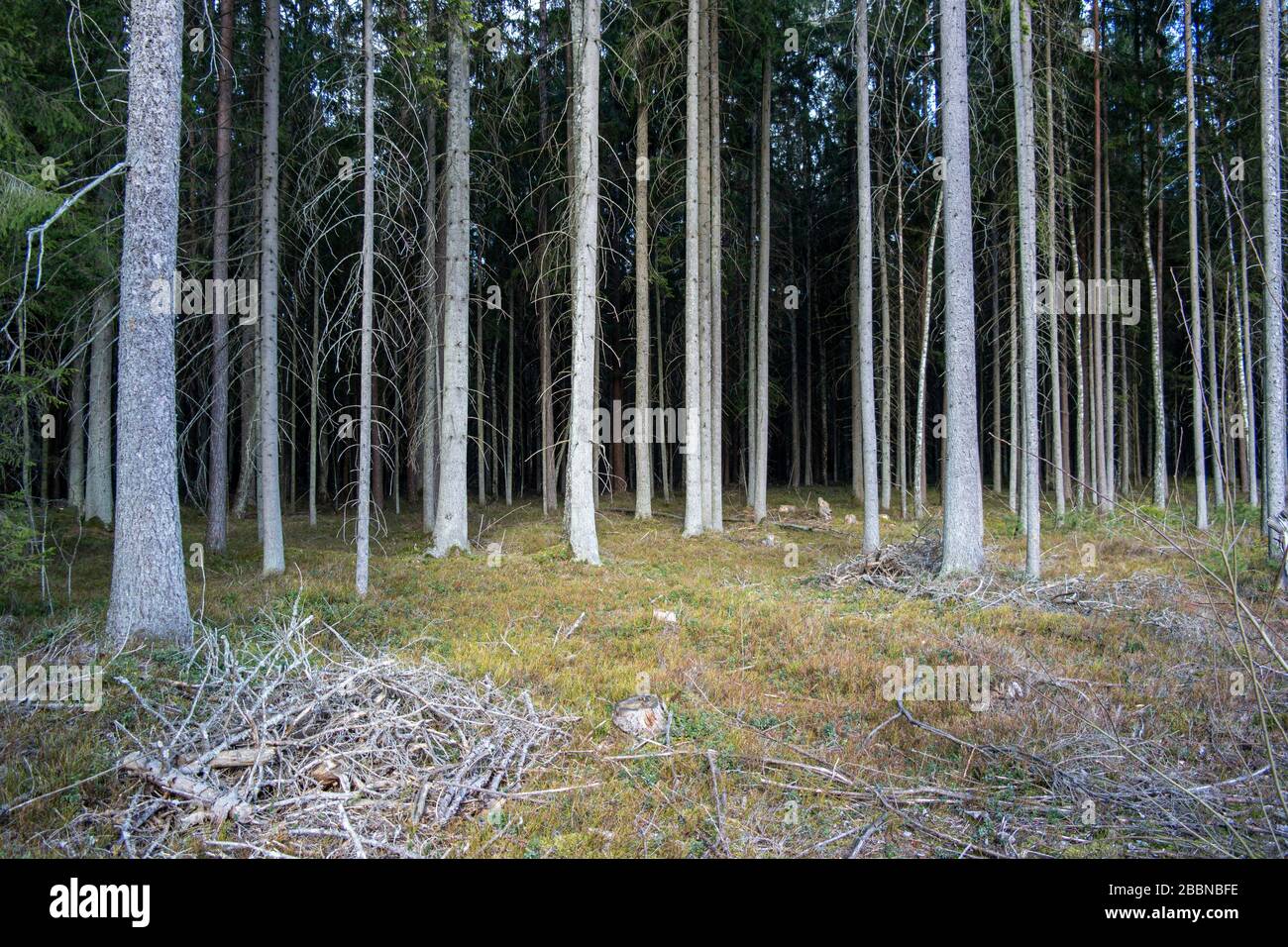 Forest overview hi-res stock photography and images - Alamy