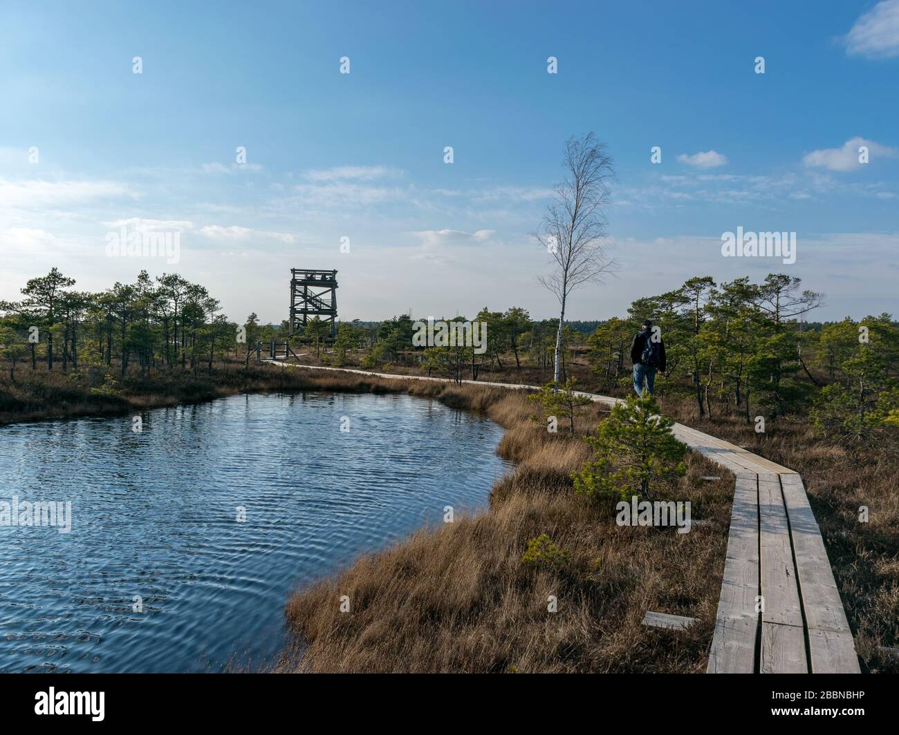 Wooden pathway through swamp wetlands with small pine trees, marsh ...