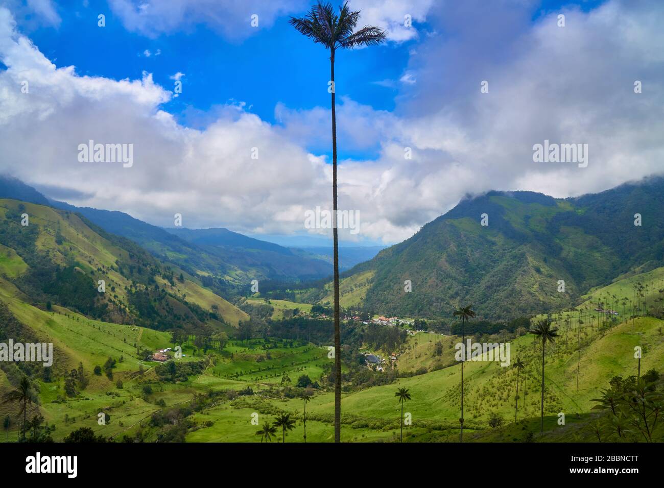World tallest palm trees in the valley of Colombian Los Nevados ...