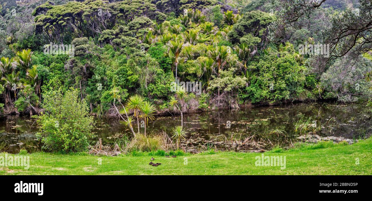 Lily Pond, rain forest, ducks, Claude Abel Reserve, Waitakere Ranges ...