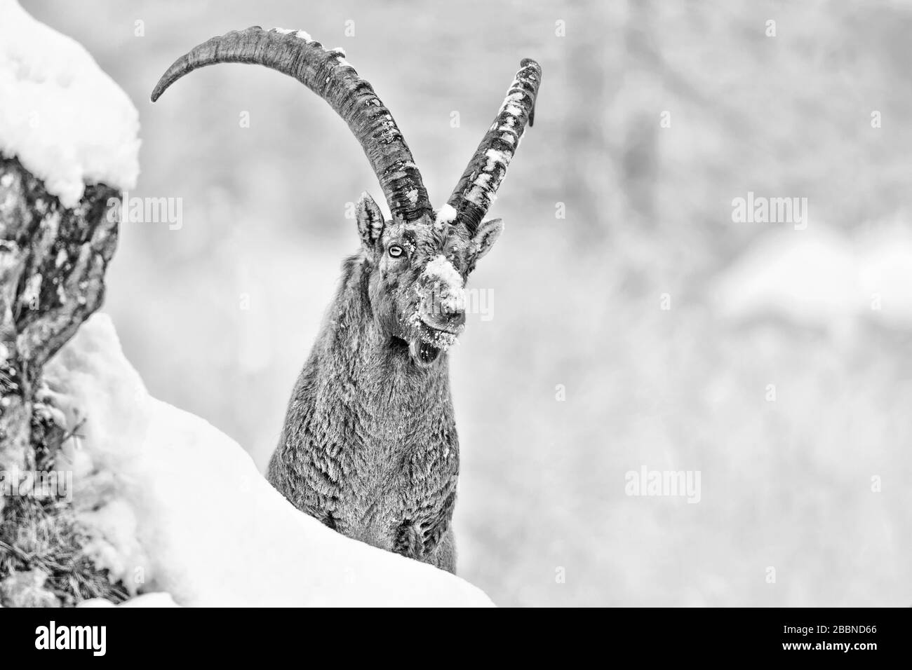 Ibex picture Black and White Stock Photos & Images - Alamy