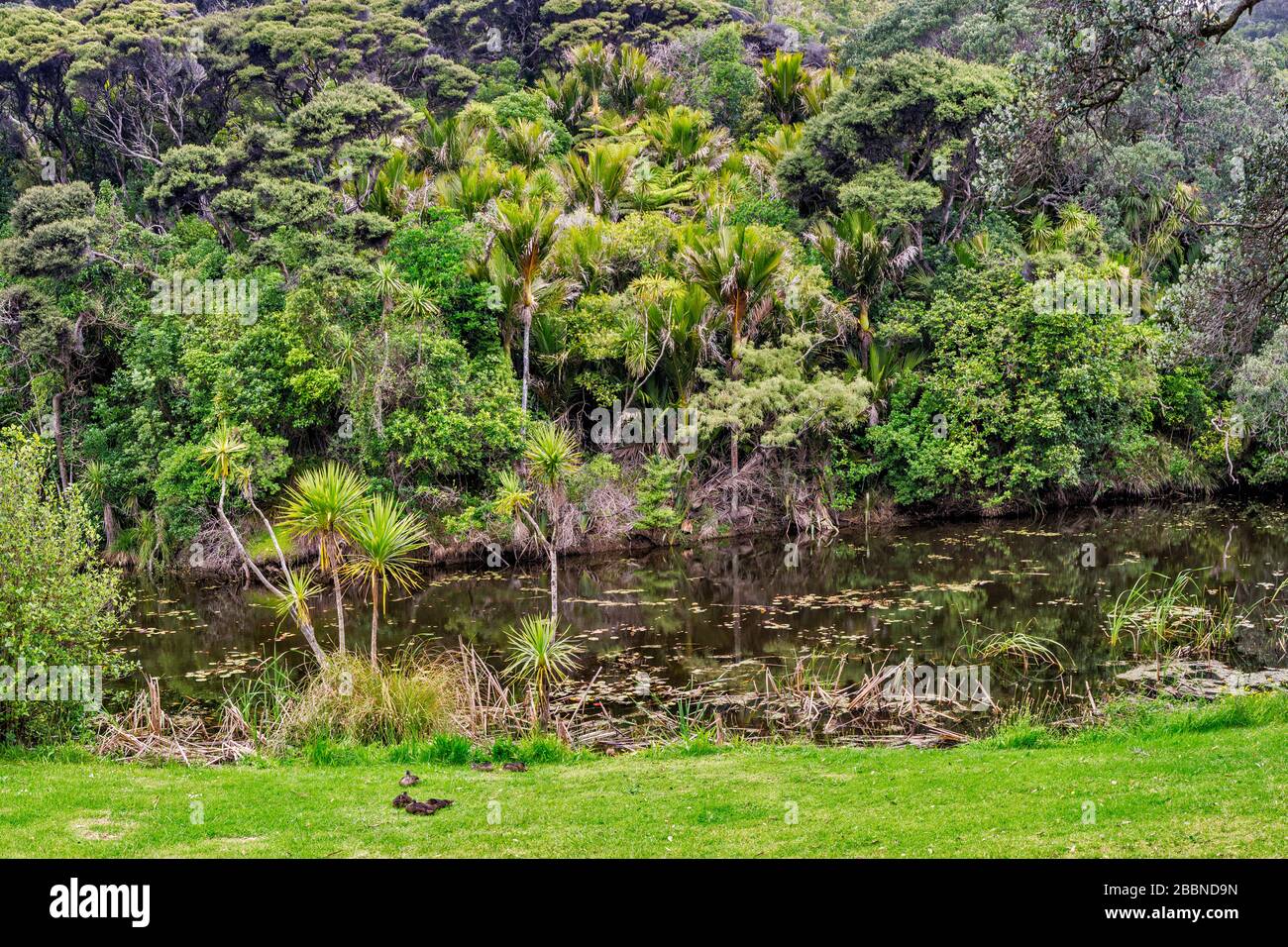 Lily Pond, rain forest, ducks, Claude Abel Reserve, Waitakere Ranges ...