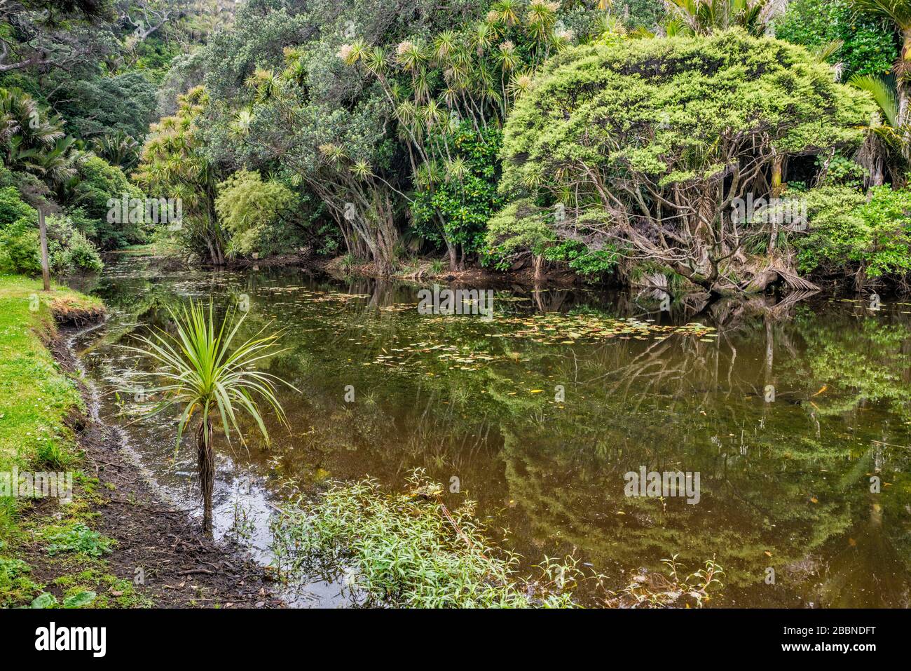 Lily Pond, rain forest, Claude Abel Reserve, Waitakere Ranges Regional ...