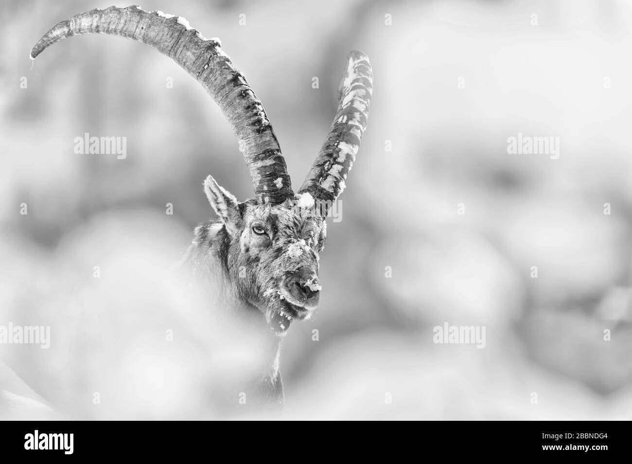 Picture mountain ibex Black and White Stock Photos & Images - Alamy