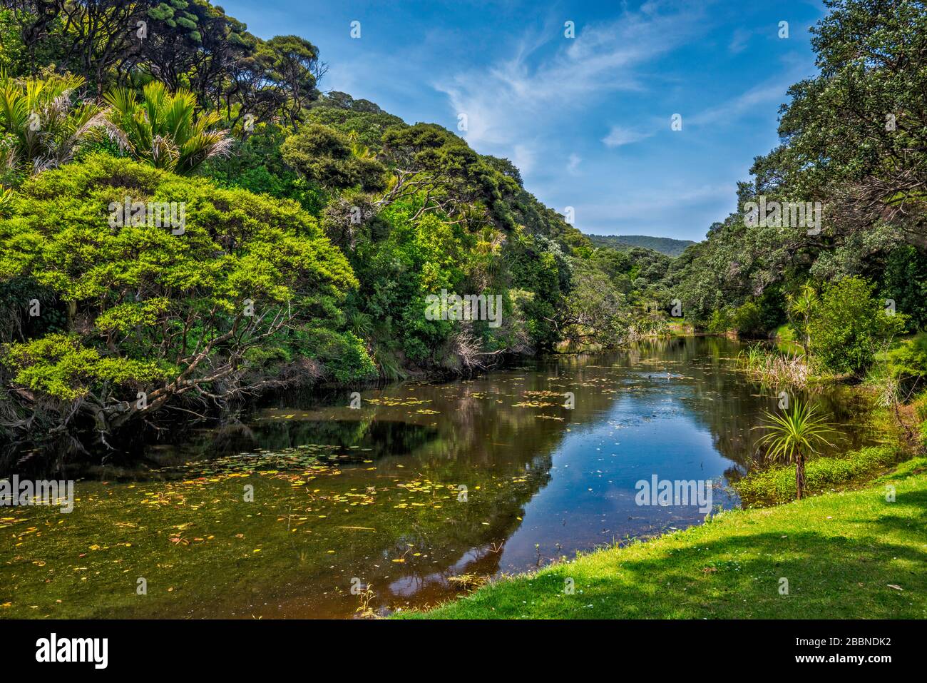Lily Pond, rain forest, Claude Abel Reserve, Waitakere Ranges Regional ...