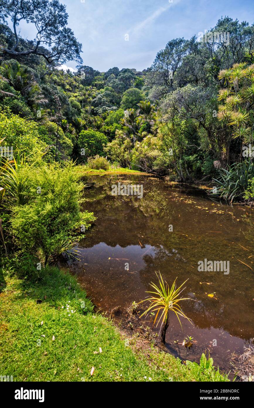 Lily Pond, rain forest, Claude Abel Reserve, Waitakere Ranges Regional ...