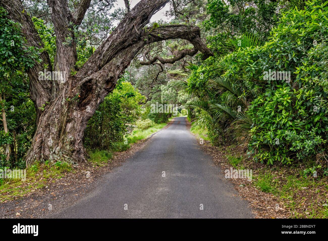 Empty rainforest hi-res stock photography and images - Alamy