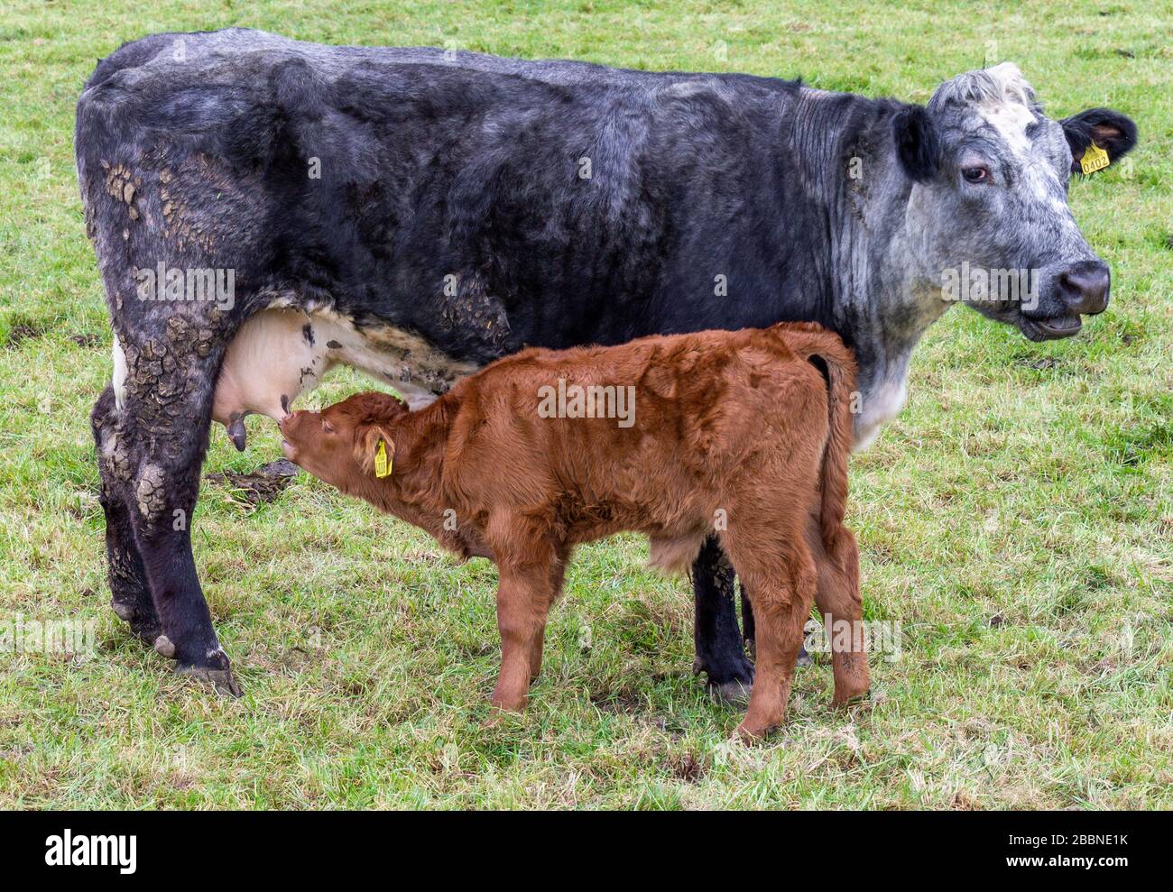Belgian Blue Cattle High Resolution Stock Photography and Images - Alamy