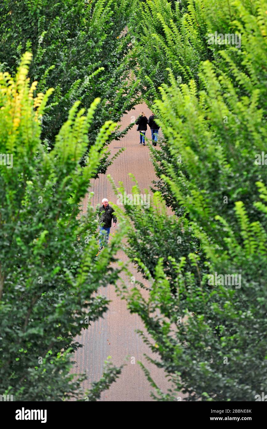 Stright trees hi-res stock photography and images - Alamy