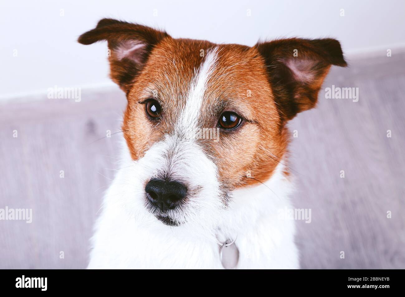 Jack russell terrier hi-res stock photography and images - Alamy
