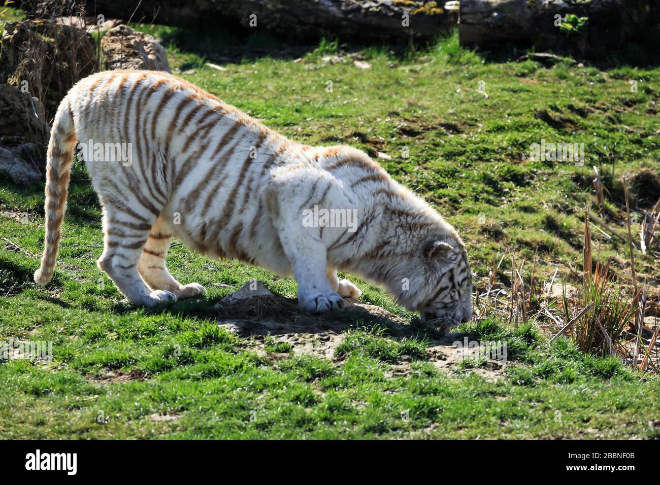 White tiger - Felines Parc, Lumigny, France Panthera tigris sp Stock ...
