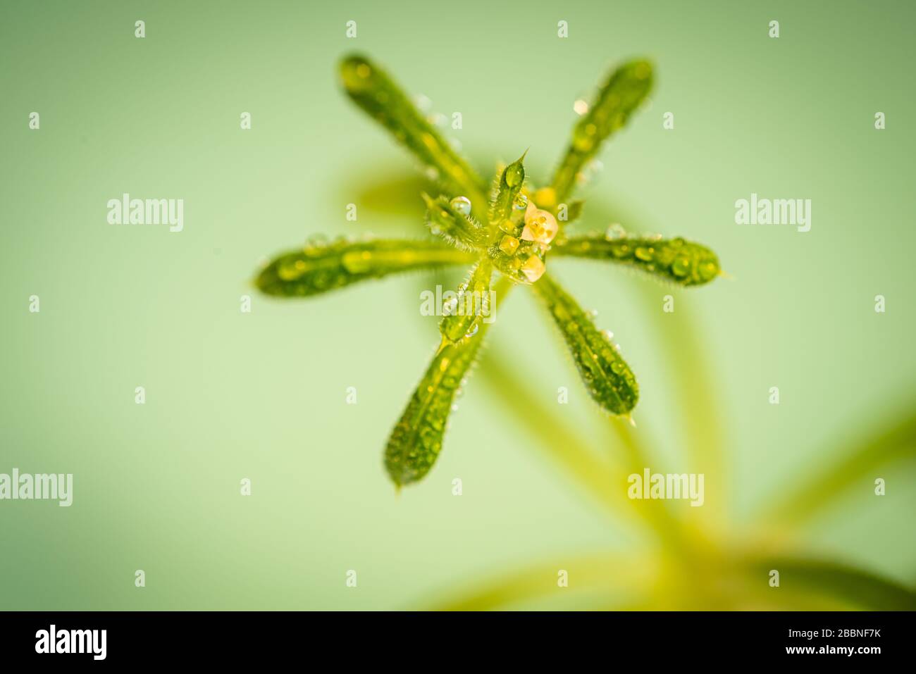 Weed close up hi-res stock photography and images - Alamy