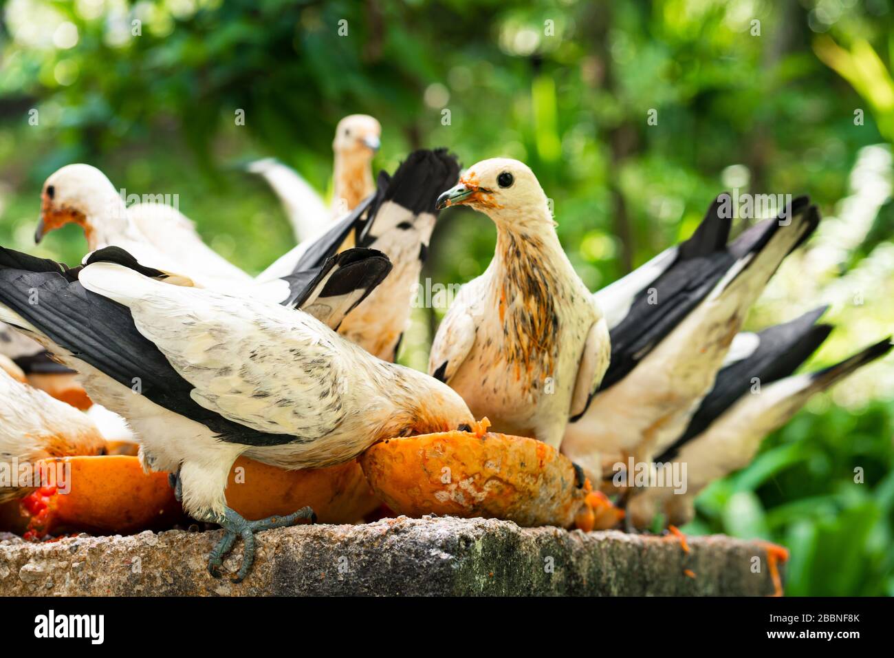 A flock of pigeons eating papaya in a manger. Bird watching Stock Photo ...