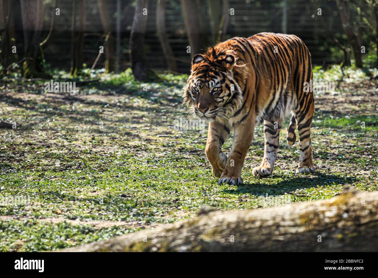 Malaysian tiger - Felines Parc, Lumigny, France Panthera tigris ...