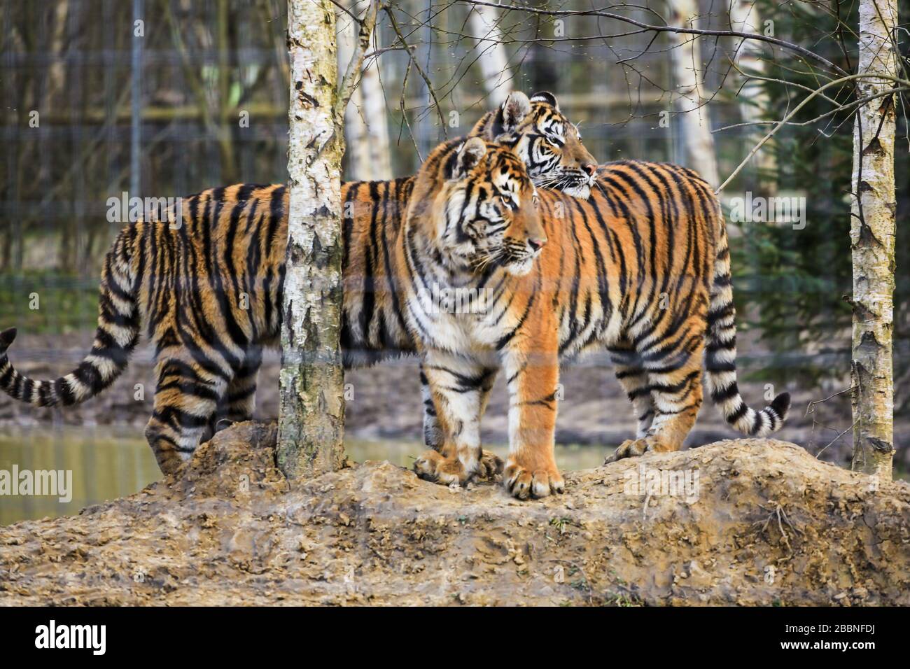 Sumatran tiger - Felines Parc, Lumigny, France Panthera tigris Sumatrae ...
