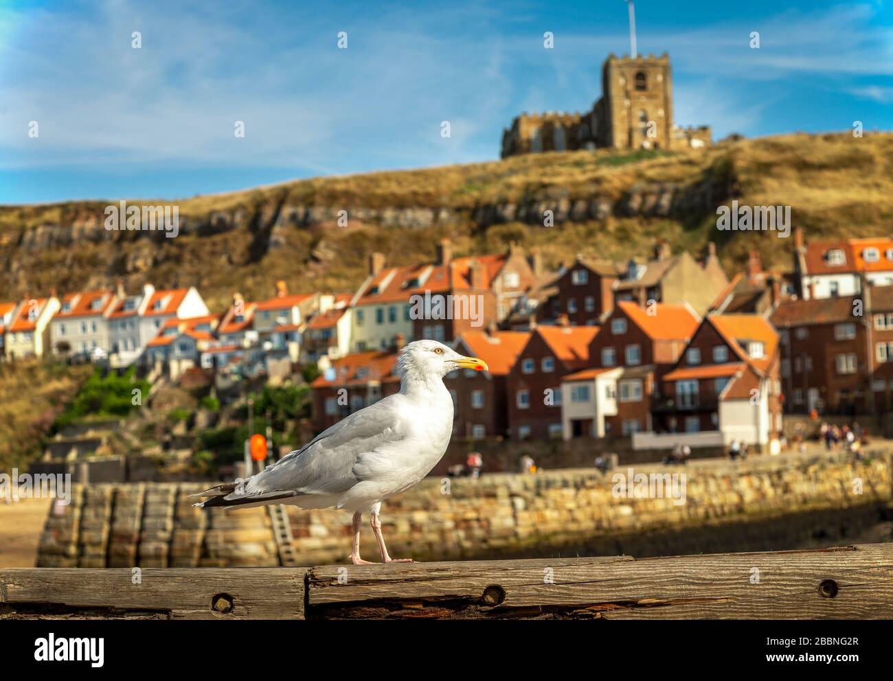 Seagull standing on wooden beam in Whitby Stock Photo - Alamy