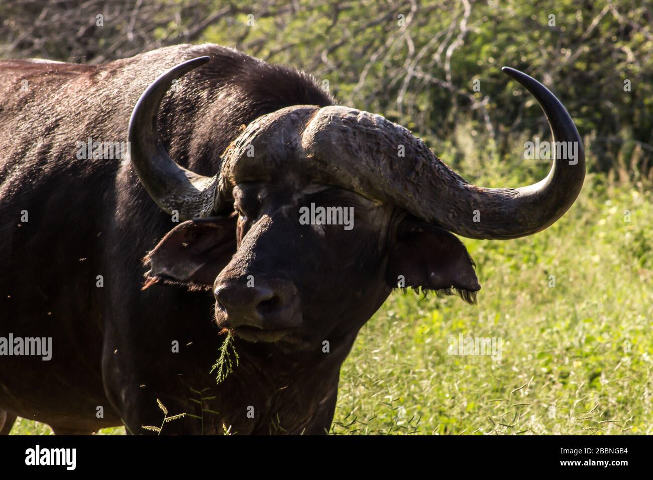 Curved buffalo horns hi-res stock photography and images - Alamy