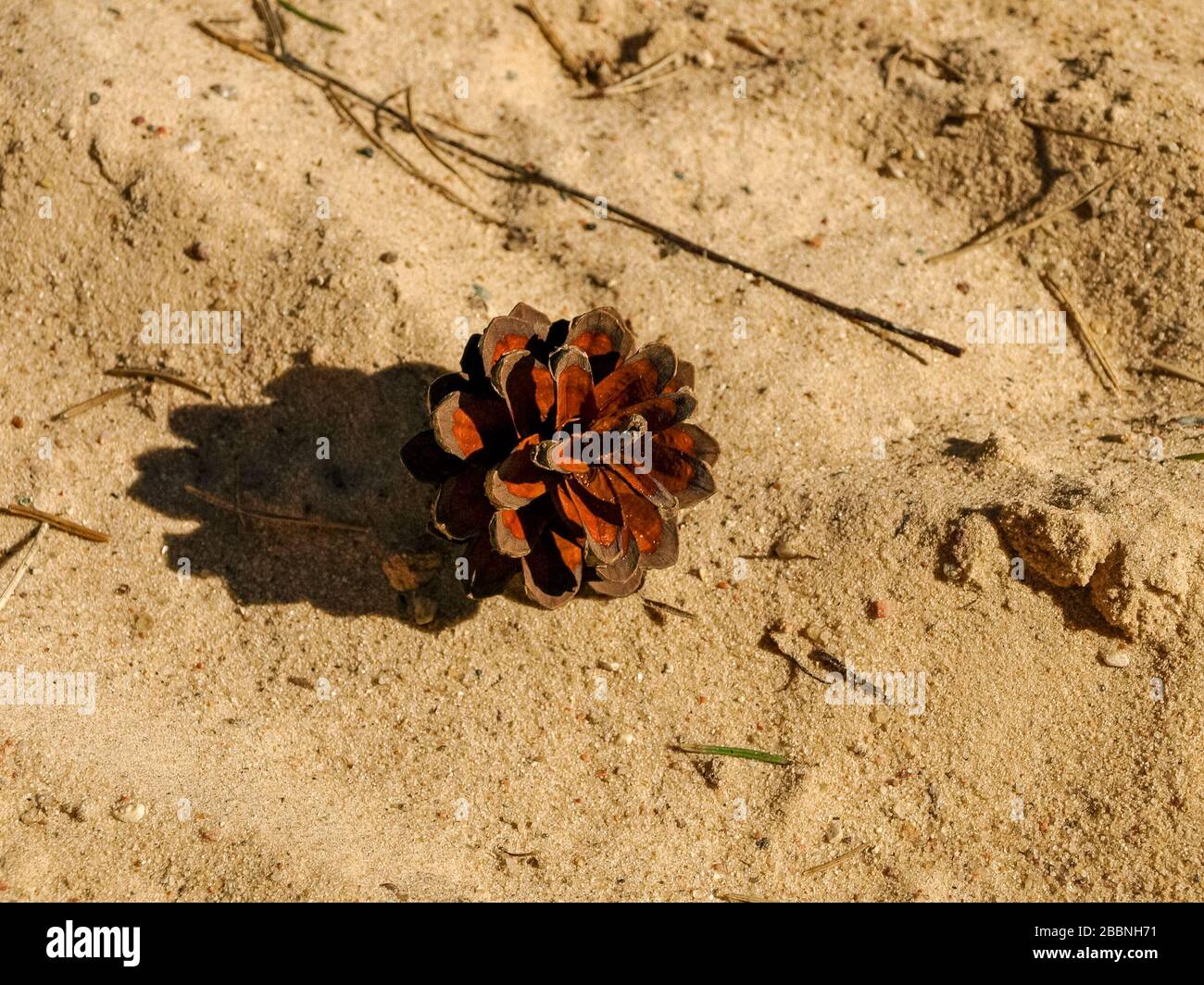 beautiful pine cone on a gray ground background, sand texture Stock ...